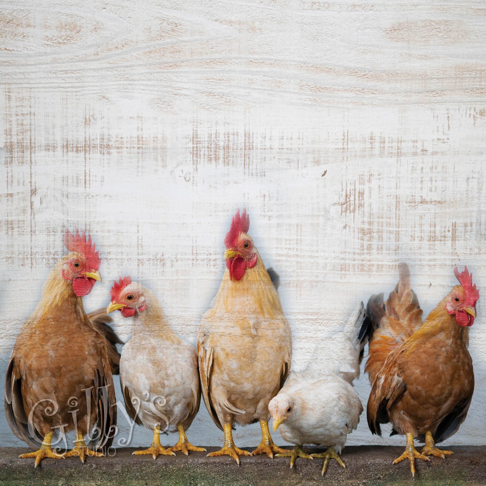 Chicken Digital Paper: Chickens, Printables, Chicken Background ...