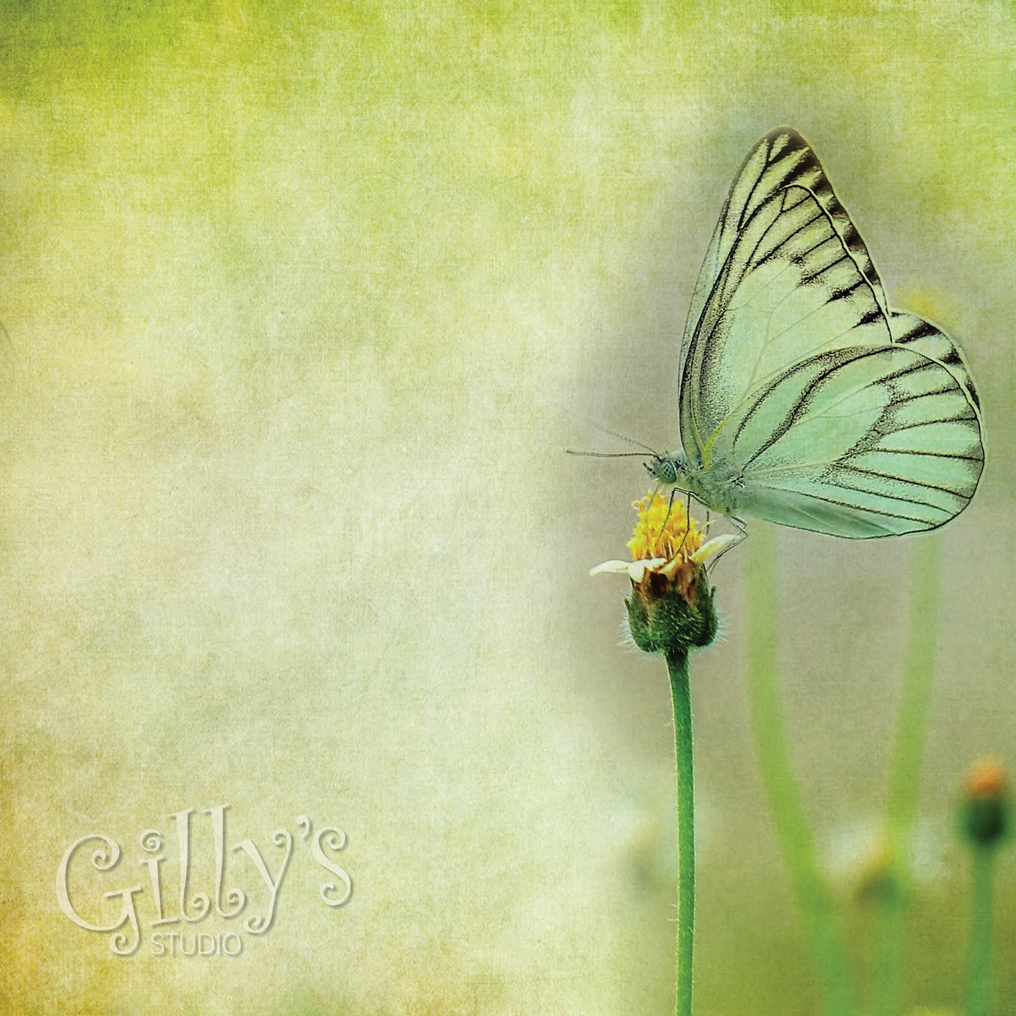 Butterfly Digital Paper: Butterflies, Printables, Butterflies ...