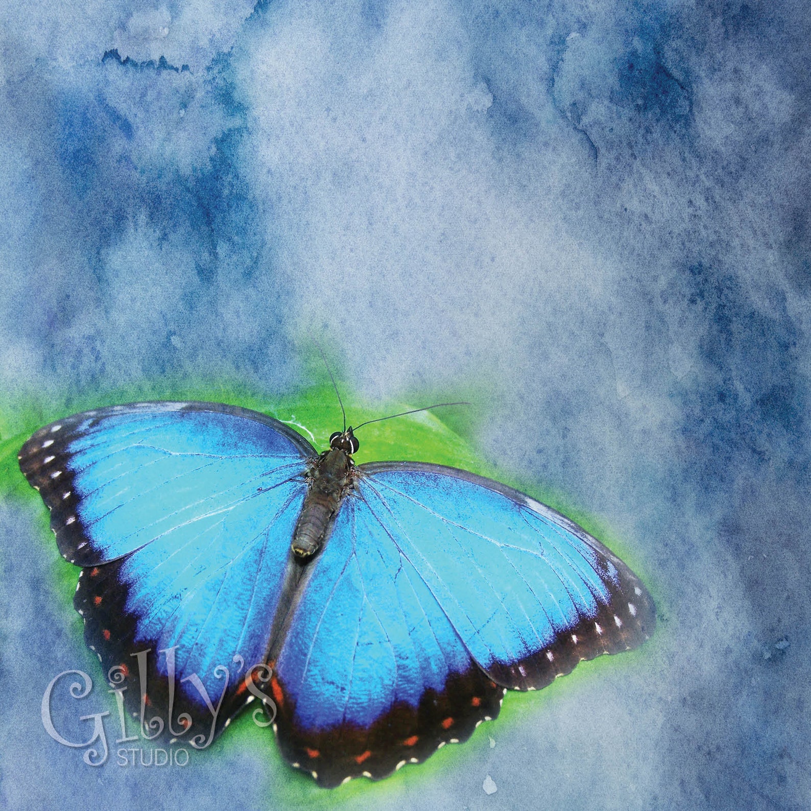 Butterfly Digital Paper: Butterflies Printables Butterflies - Etsy