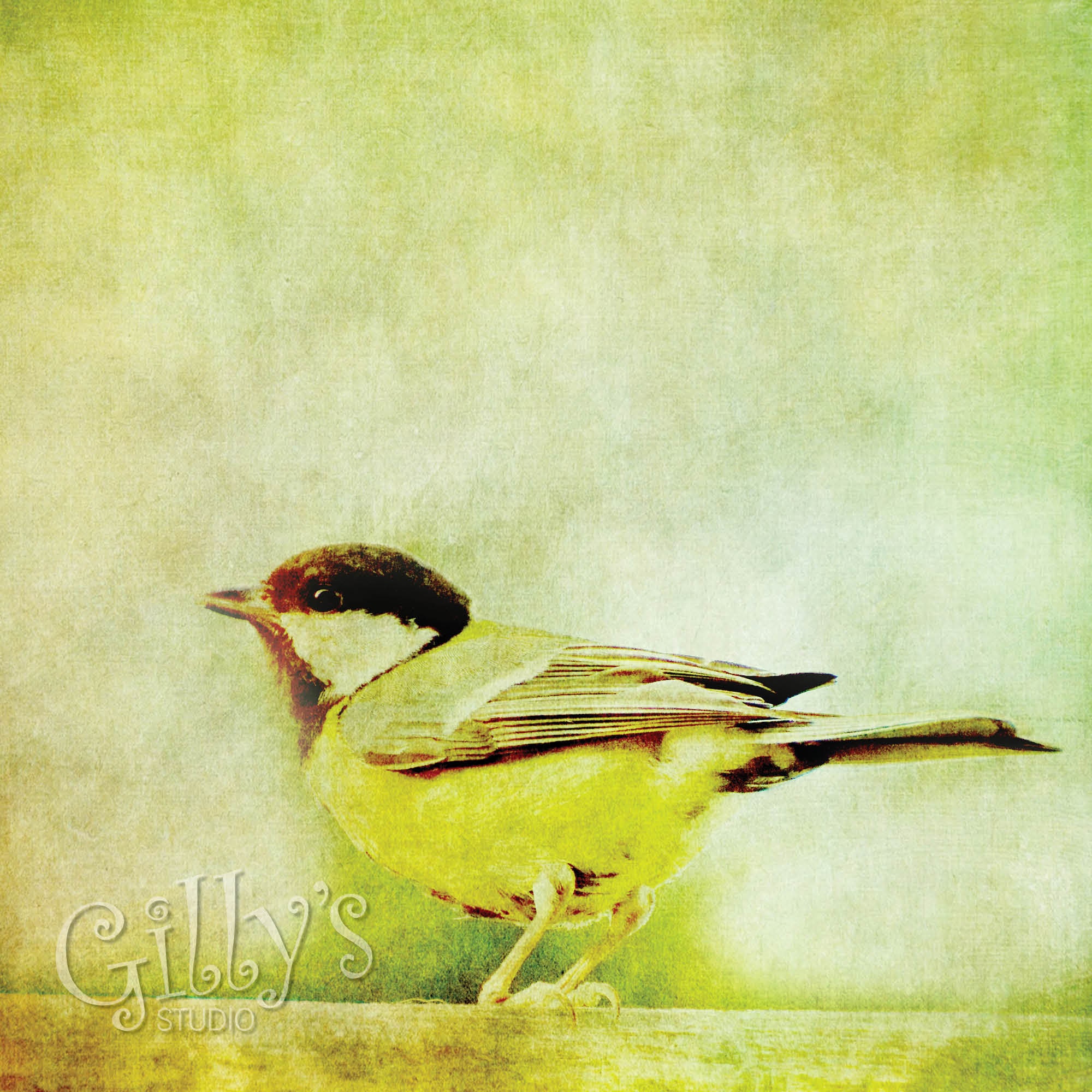 Songbird Digital Paper: Songbirds, Printables, Songbird Background ...