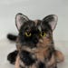 Handmade Tortoiseshell Cat Plush: Realistic Companion Gift (made to ...