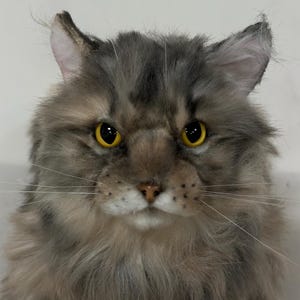 Handmade Tabby Cat Plush: Realistic Longhair Companion Gift,cat Lover ...