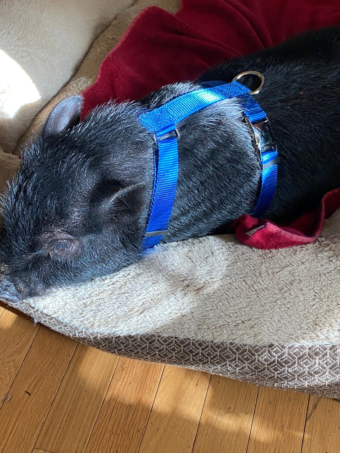 Newly Designed Pig/hog Harness Longer Backstrap - Etsy