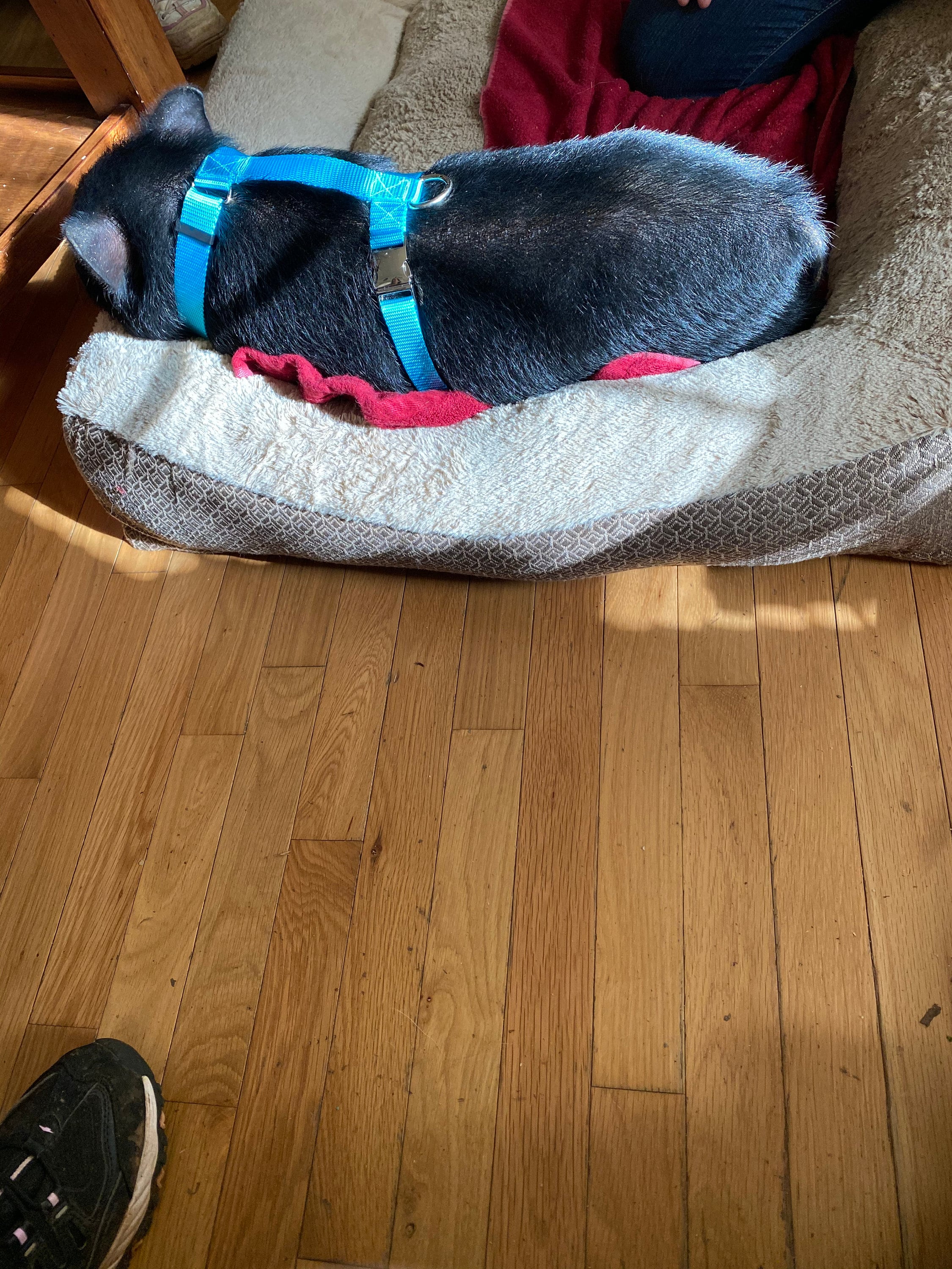 Newly Designed Pig/hog Harness Longer Backstrap With Leash - Etsy