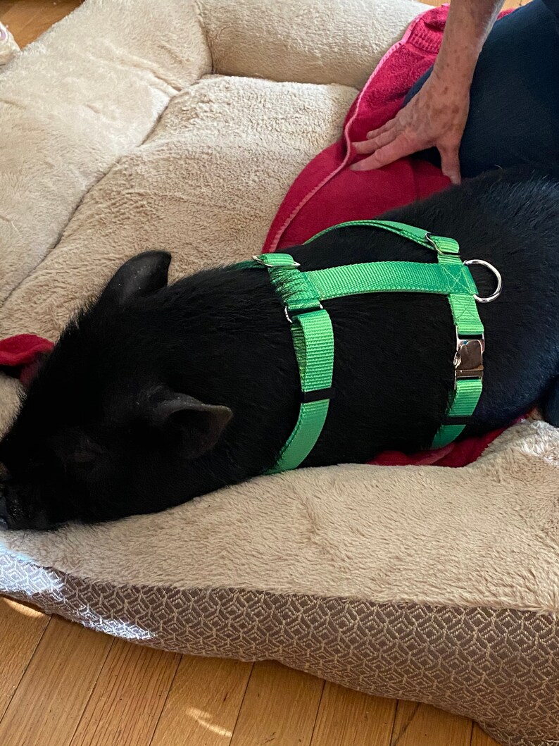 Newly Designed Pig/hog Harness Longer Backstrap - Etsy