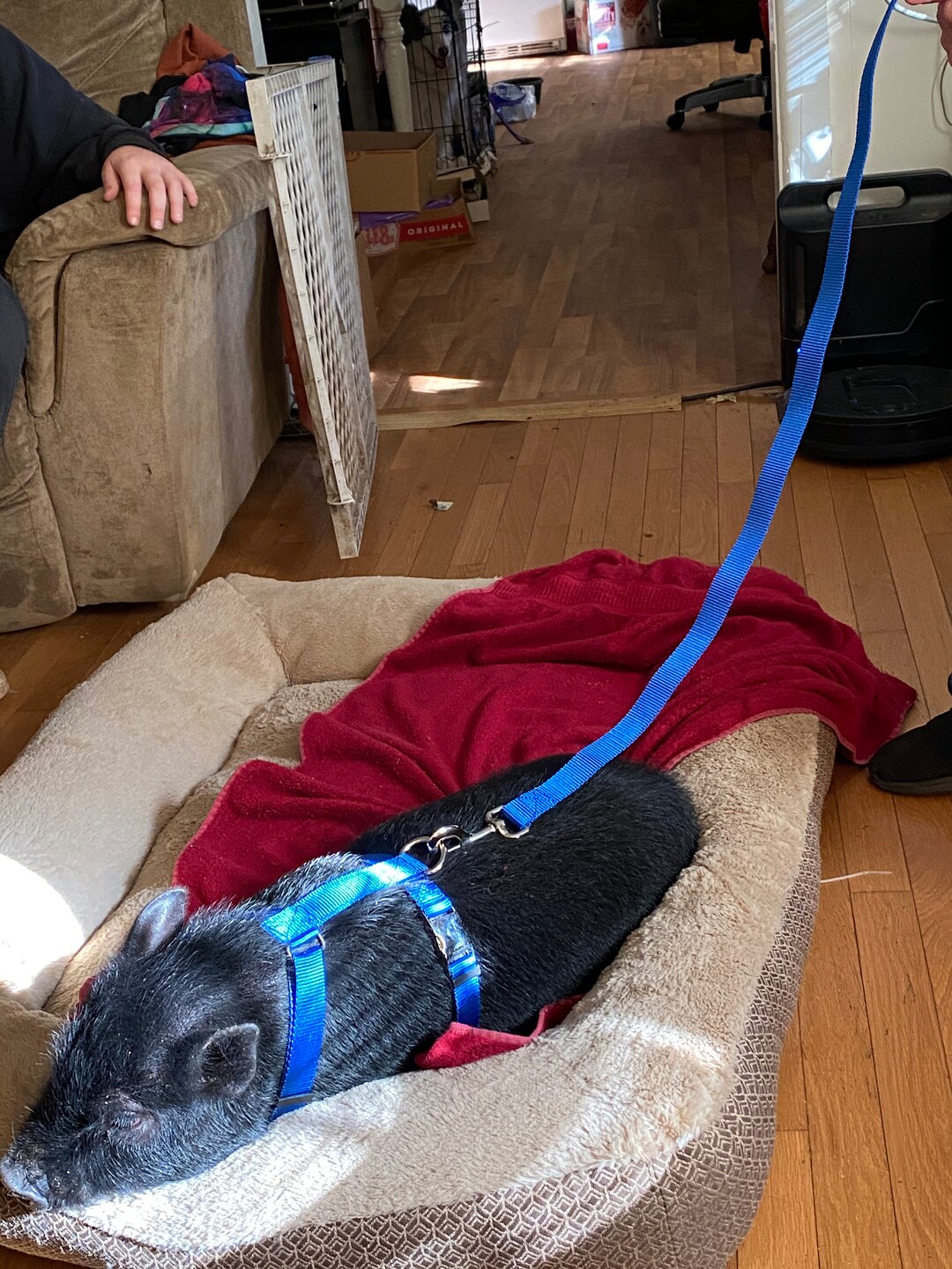 Newly Designed Pig/hog Harness Longer Backstrap With Leash - Etsy