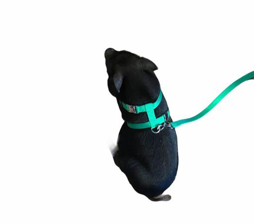 Newly Designed Pig/hog Harness Longer Backstrap With Leash - Etsy