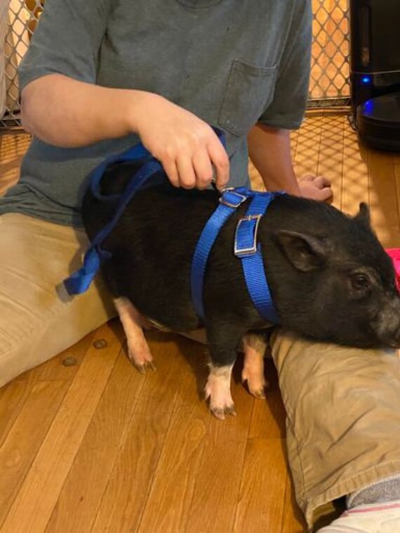 H Style Pig/hog Harness Short Backstrap - Etsy