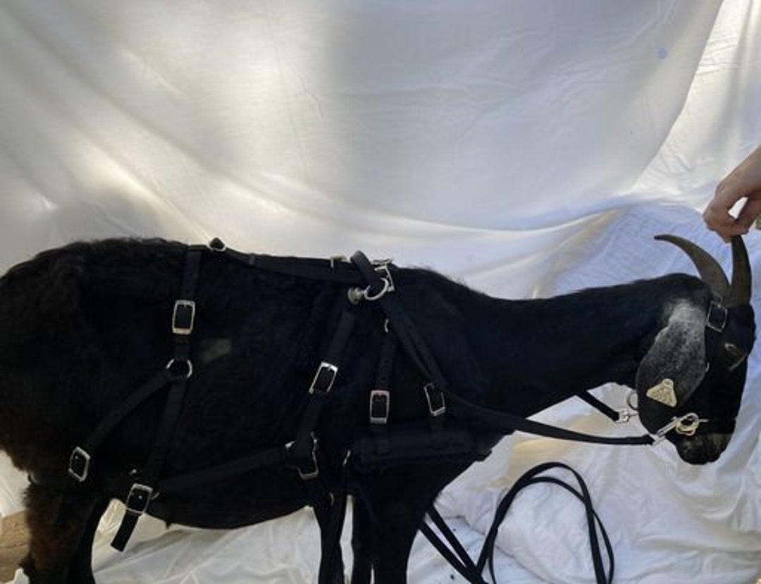 Carter Pet Supply Goat Driving Harness USA Made Heavy Duty Lined - Etsy