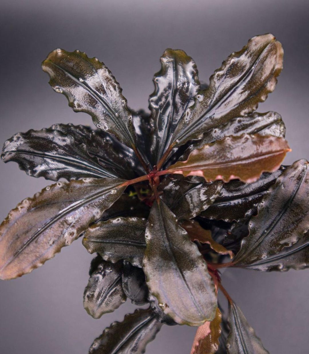 Large Live Aquarium Fish Tank Plant Bucephalandra THEA Red - Etsy