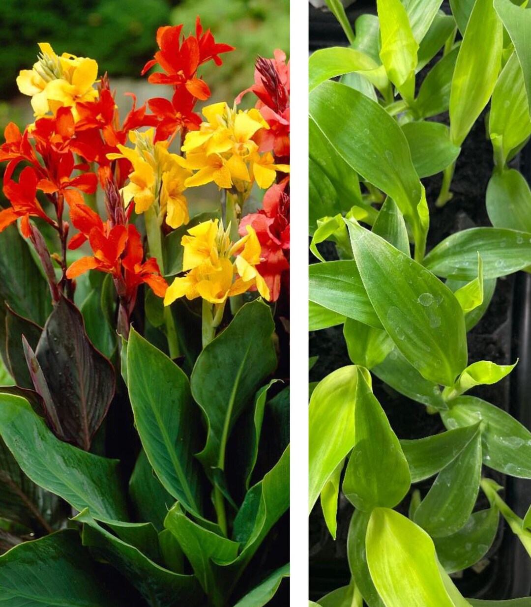 Available Now Hybrid Mixed Canna Indica Lily Indian Shot Large Plug ...