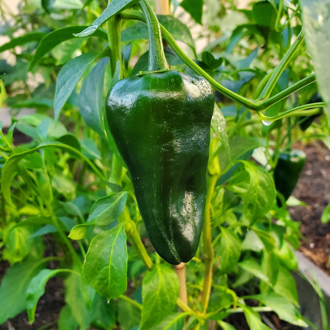 Poblano Pepper Seeds - Etsy
