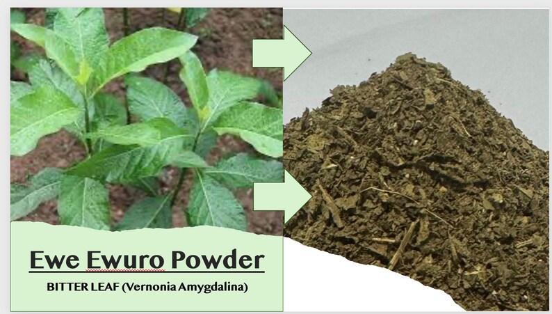 EWE EWURO POWDER bitter Leaf/vernonia Amygdalina - Etsy