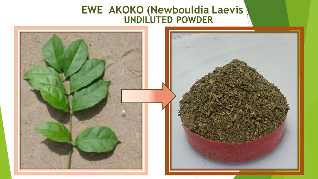 EWE AKOKO newbouldia Laevis Undiluted Powder - Etsy