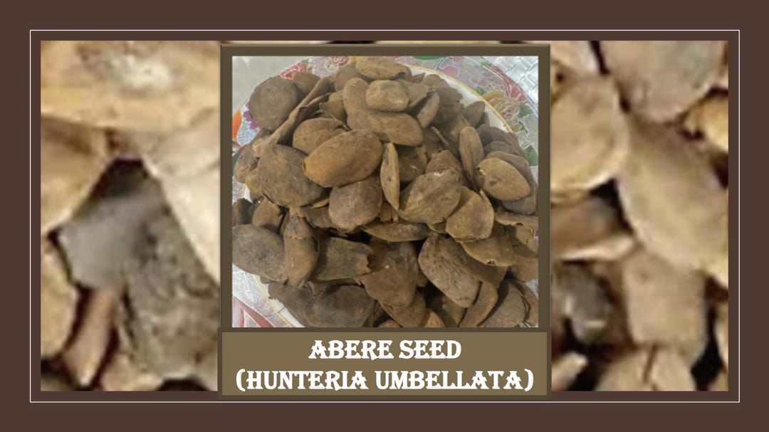 ABERE SEEDS (miracle Seeds) Hunteria Umbellata - Etsy