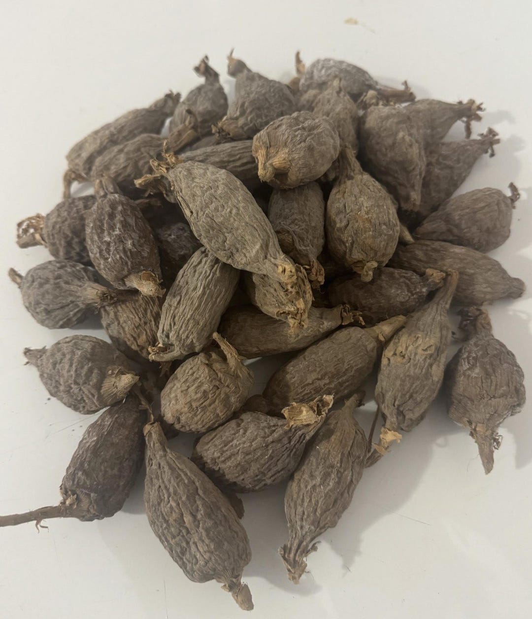 AFRICAN ALLIGATOR PEPPERS (5pcs) - Etsy