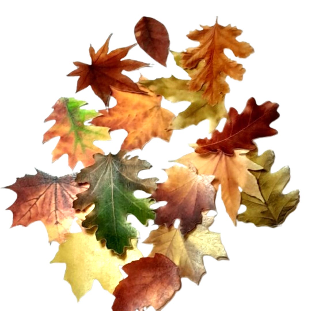 Wafer Paper Autumn Leaves Cake Toppers. Set of 16 Different Fall Leaves ...