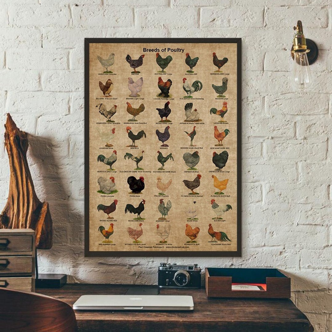 Breeds of Poultry and Roosters Breeds Print Poultry Chickens Vintage ...