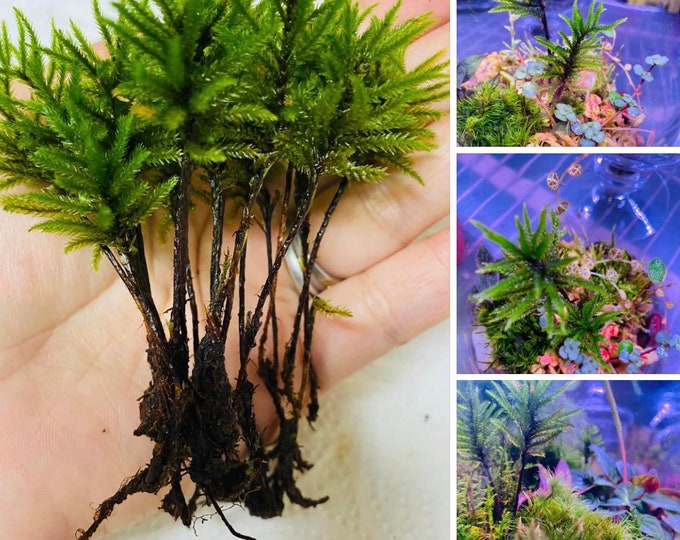 Beautiful Tree Moss for Terrariums - Etsy
