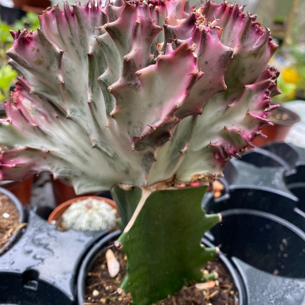 Purple Cactus - Etsy