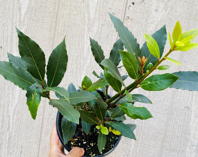 Bay Leave Tree Laurel Nobilis 2,5 Years Old - Etsy