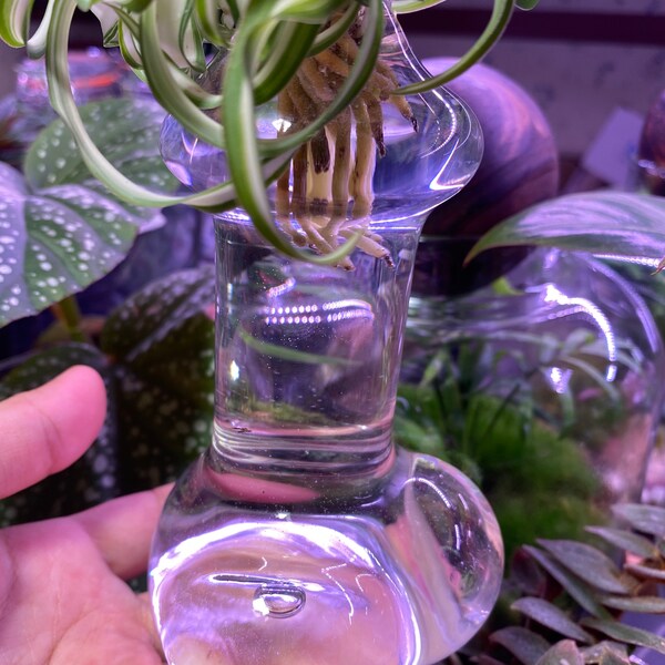 Penis Pot Plants - Etsy