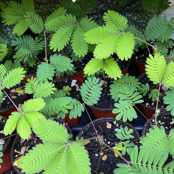 Sensitive Plant - Etsy