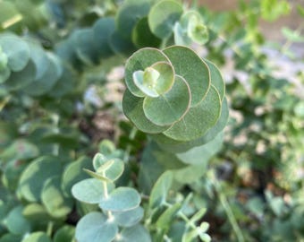 Baby Blue Eucalyptus Tree LIVE PLANT Fast Growing Trees - Etsy