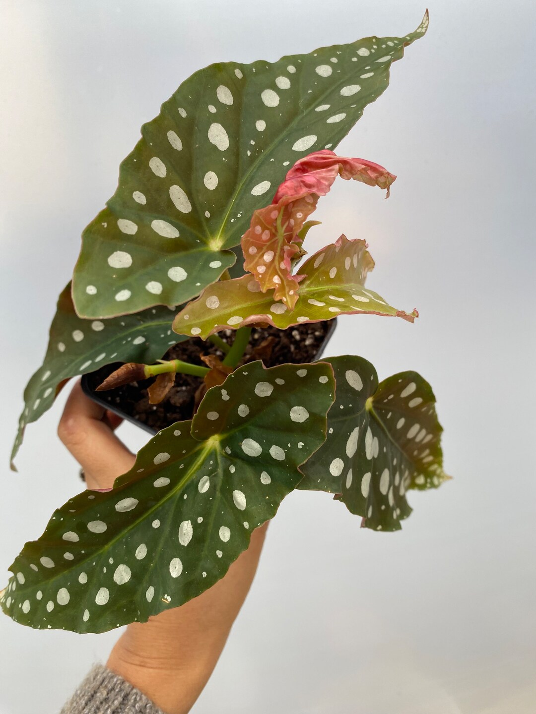 Maculata Begonia Rare Begonia Spotted Begonia - Plant Gift - Houseplant ...