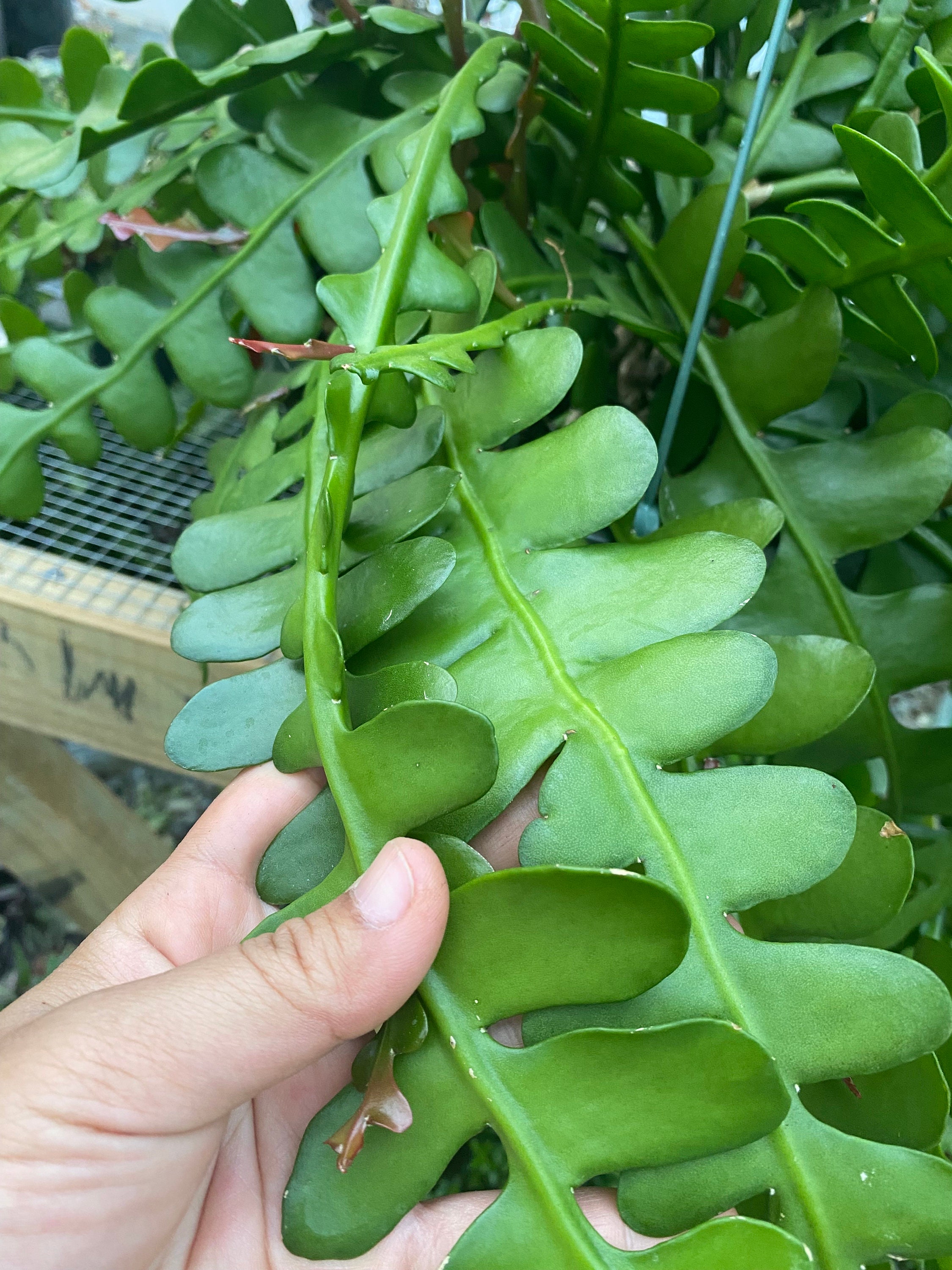 2 Cuttings Fishbone Cactus / Ric Rac Cactus / Fishbone Plants Cuttings ...