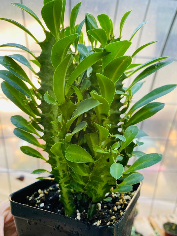 Euphorbia Trigona Green African Milk Tree Good Luck Plant - Etsy
