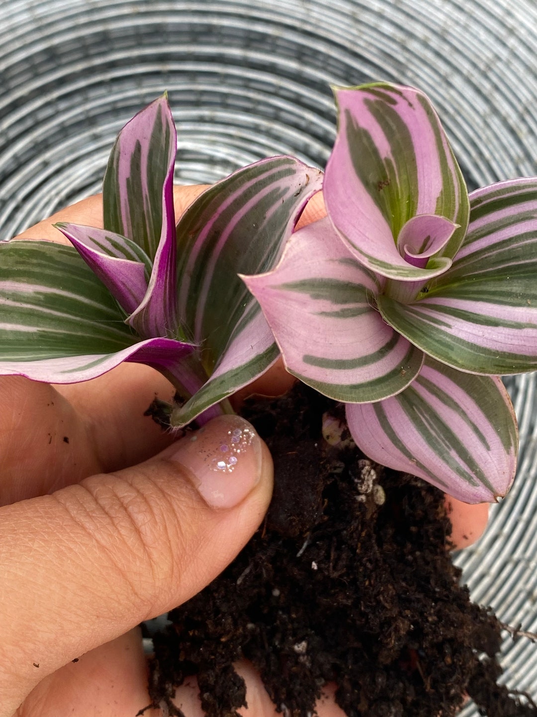 Tradescantia Nanouk | Pink Wandering Jew Live Houseplant | Rooted Plant ...