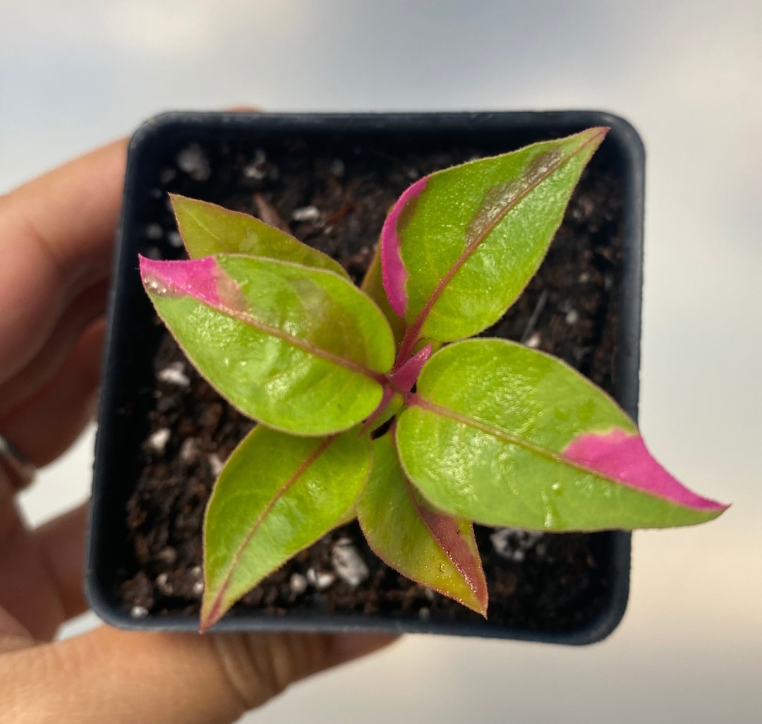 Party Time Plant /2 Inches Pot / Houseplant / Annual Plant / Plant ...