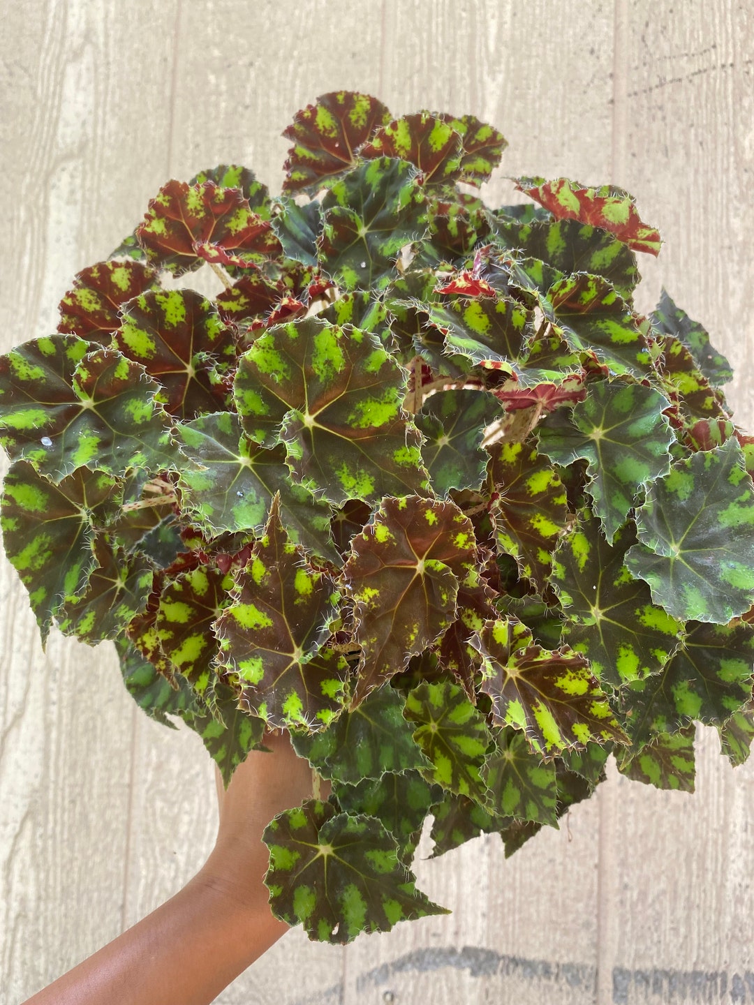 Begonia “tiger Kitten “ Live House Indoor Plant Starter Plant - Etsy