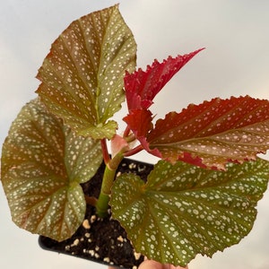 Rare Begonia Lucerna / Polka Dot Angel Wing Begonia / Houseplants / Rooted Begonia / Indoor ...