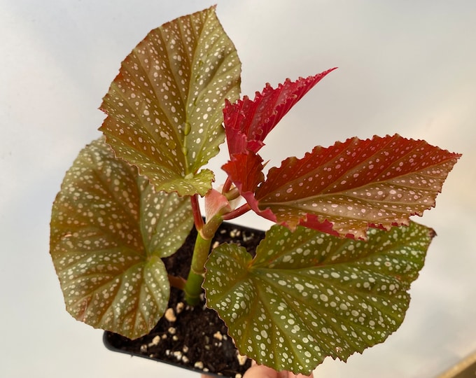 Rare Begonia Lucerna / Polka Dot Angel Wing Begonia / Houseplants ...