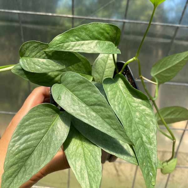 Cebu Blue Pothos - Etsy