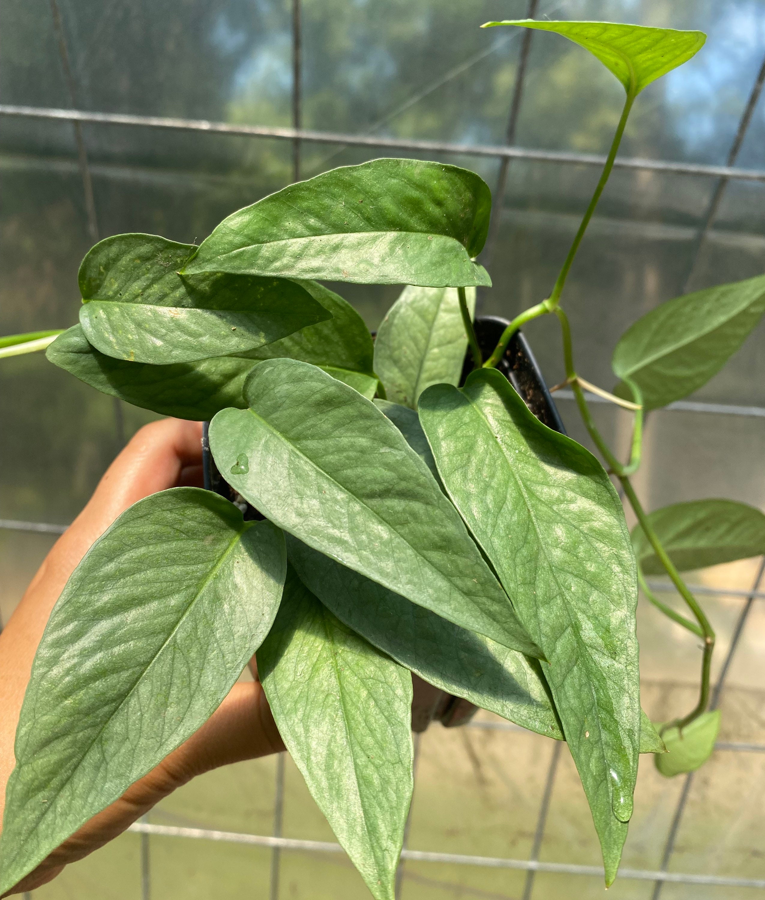 5 Rooted Cebu Blue Nodes With Leaves Cuttings - Etsy