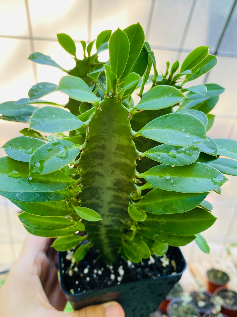 Euphorbia Trigona Green African Milk Tree Good Luck Plant - Etsy