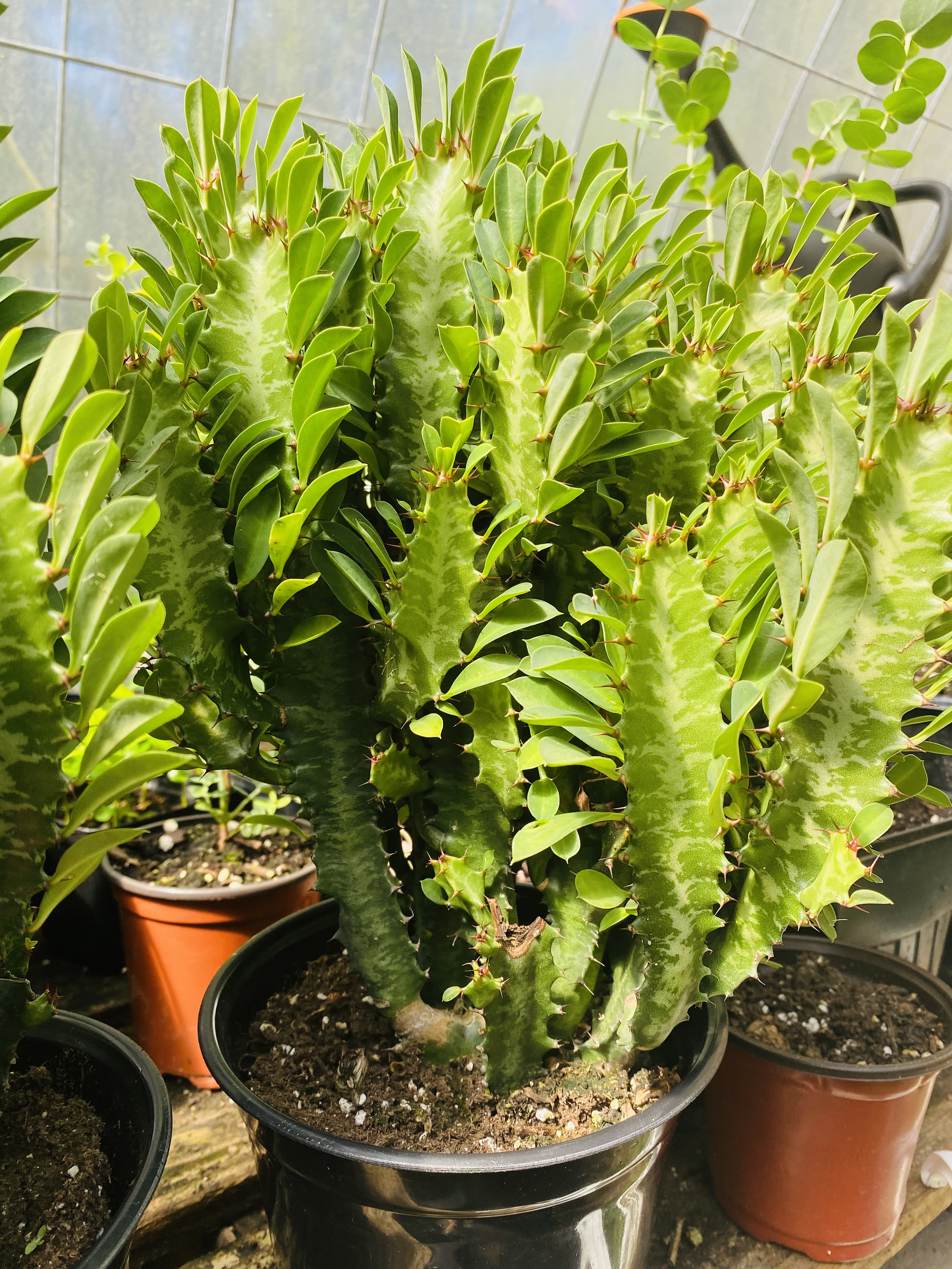 Green African Milk Tree Euphorbia Trigona Cactus 2 Rooted - Etsy