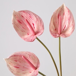 Anthurium Andraeanum Stem, Tropical Flower Crafts, Artificial Flowers ...