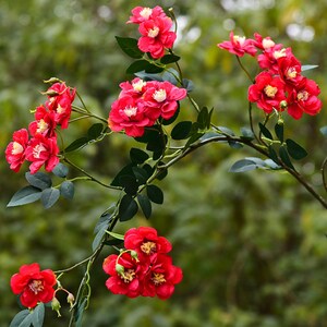Climbing Rose Long Vine, Fake Trailing Rosa With Leaf, Hanging Wall ...