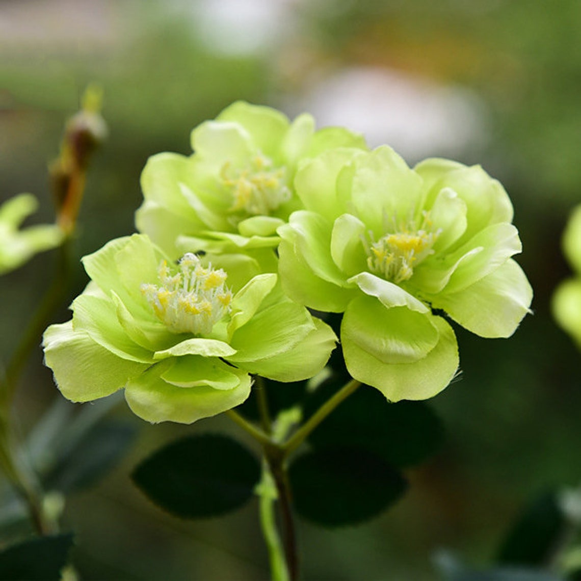 Climbing Rose Long Vine Fake Trailing Rosa With Leaf Hanging - Etsy