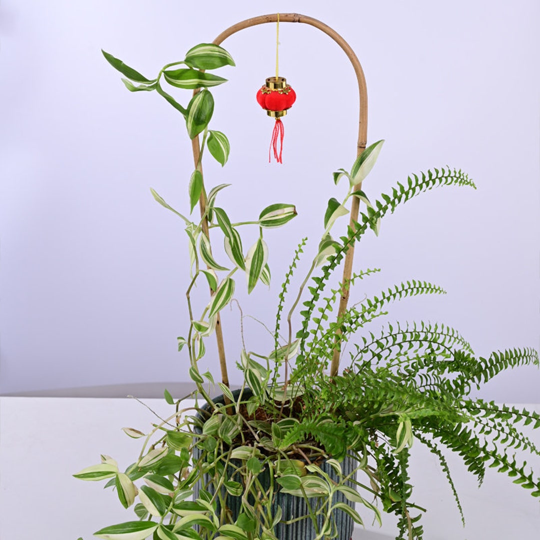 Natural Plant Climbing Bamboo Trellis With Lantern Simple Houseplant ...