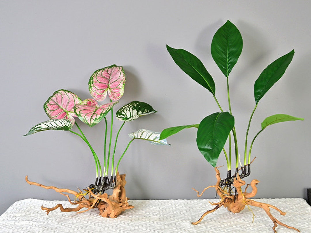 Fake Monstera Deliciosa With Root, Rohdea Japonica, Caladium Bicolor ...