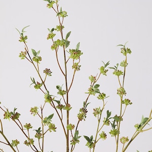 Pondberry With Tender Leaves, Small Berry Branch, Rustic Mini Fruit ...