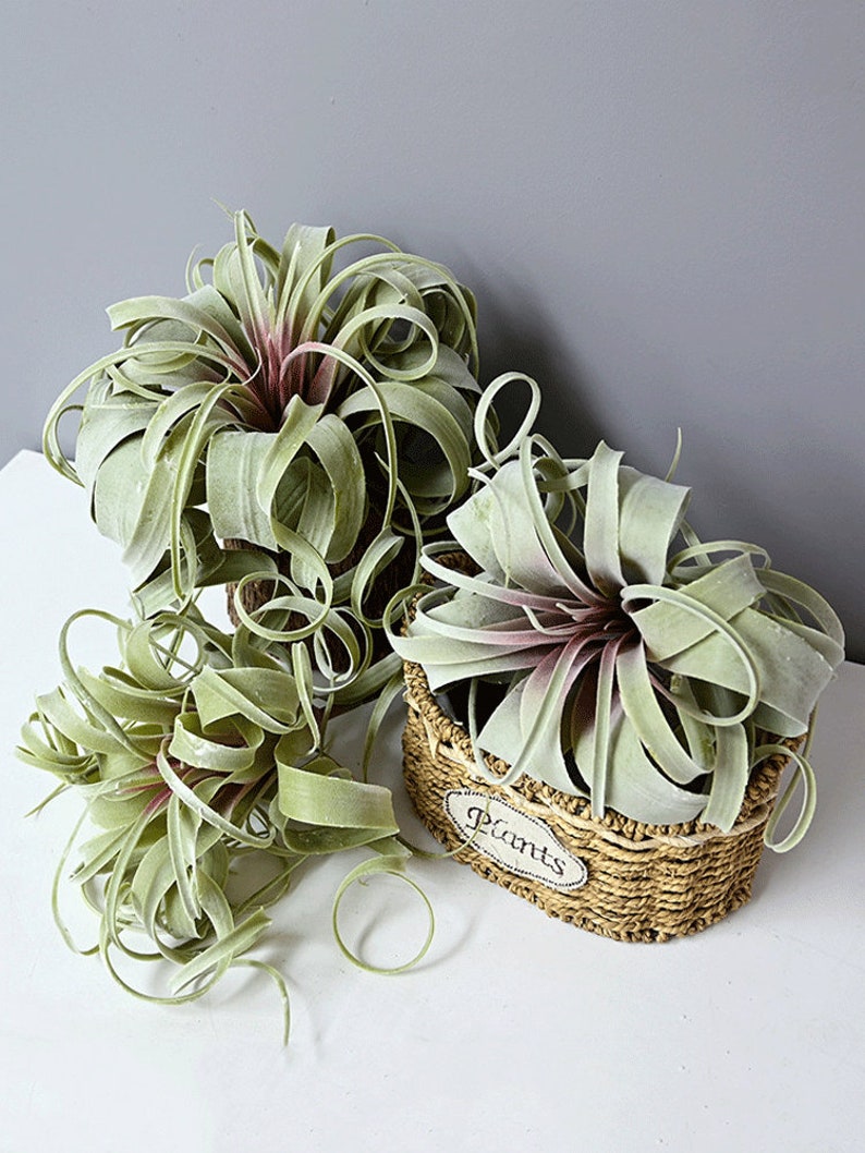 Artificial Air Grass Plant Tillandsia Brachycaulos Fake - Etsy