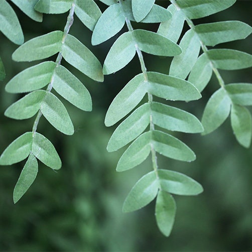 Long Olive Leaf Wall Hanging Large Branch With Rich Foliage Artificial ...