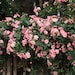 Artificial Climbing Rose Vine, Wall Hanging Rosa, Trailing Gardenia ...