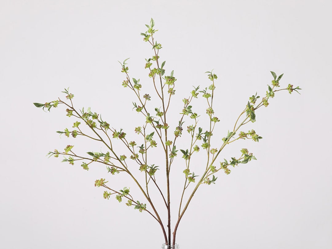 Pondberry With Tender Leaves, Small Berry Branch, Rustic Mini Fruit ...